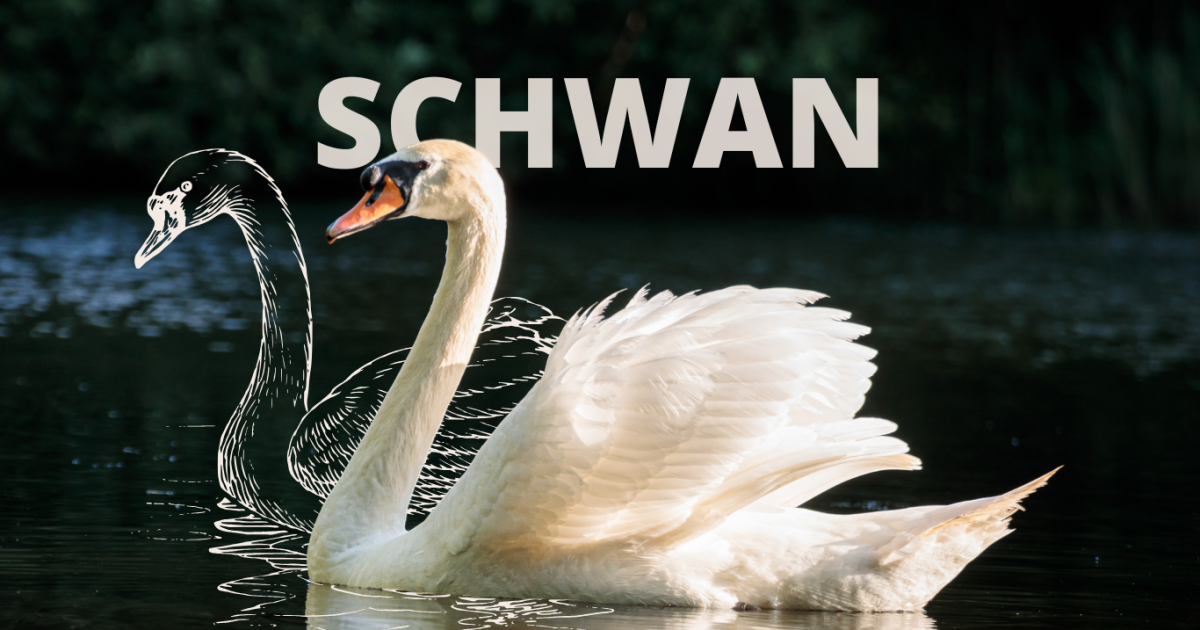 Krafttier Schwan: Entdecke seine Bedeutung